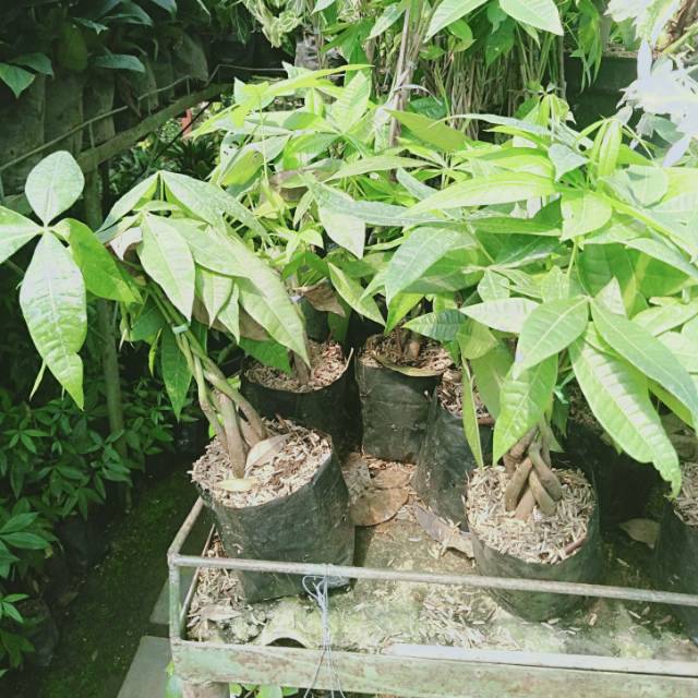 Jual bibit pohon pachira/pohon uang (30 cm) | Shopee Indonesia