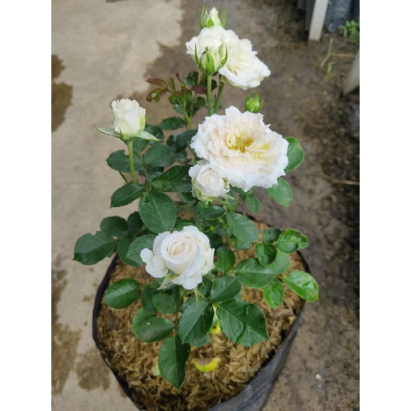 Jual BUNGA MAWAR FLORY PUTIH BUNGA BERCABANG | Shopee Indonesia Jual BUNGA MAWAR FLORY PUTIH BUNGA BERCABANG | Shopee Indonesia