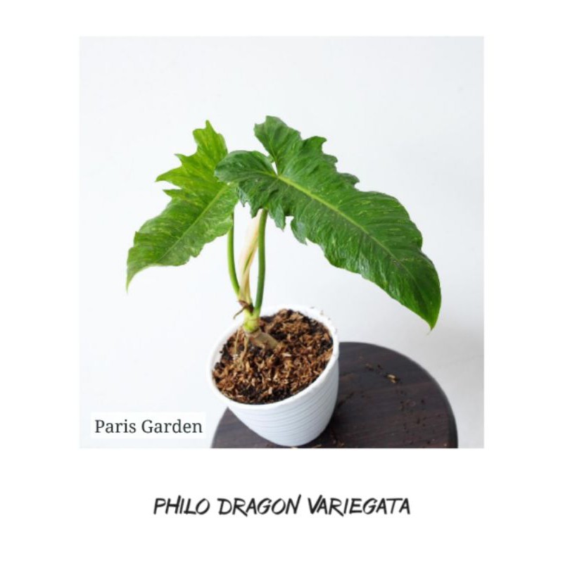 Jual TANAMAN HIAS PHILO DRAGON VARIGATA - BIBIT PHILO DRAGON VARIEGATA ...