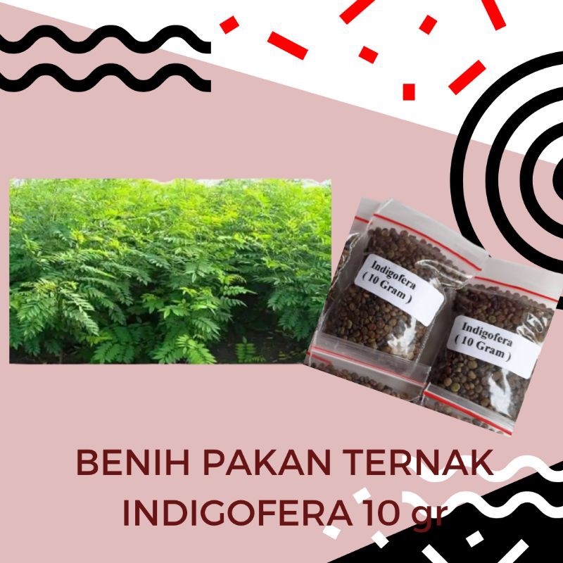 Jual Benih Indigofera Pakan Ternak isi 10 gram | Shopee Indonesia