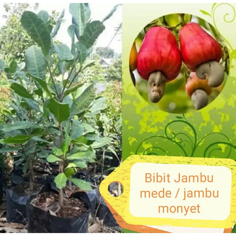 Jual bibit jambu mete jambu mede | Shopee Indonesia
