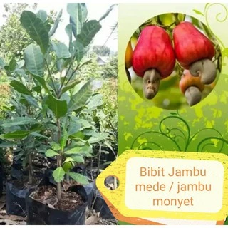 Jual Jambu Mete Terlengkap & Harga Terbaru Juli 2024 | Shopee Indonesia