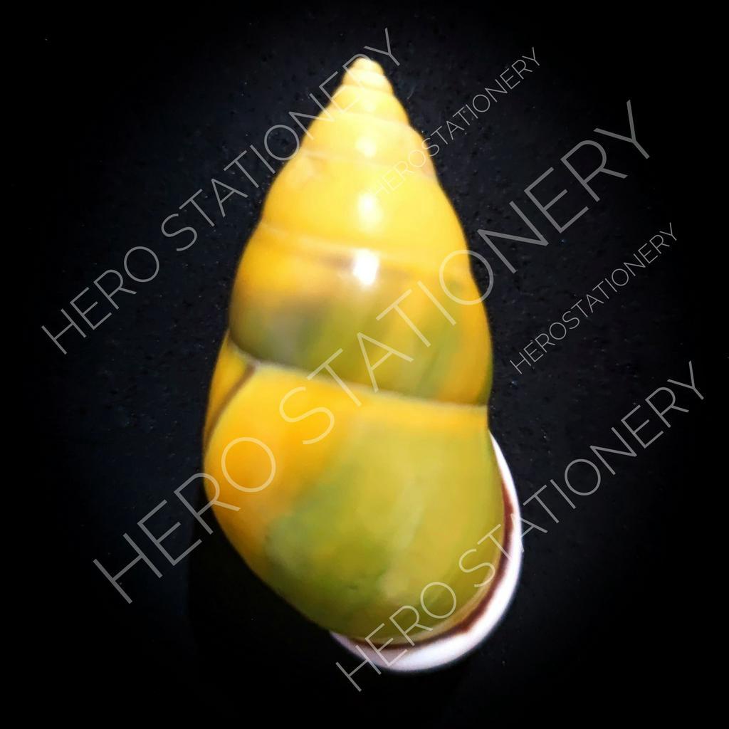 Jual Cangkang shell kulit kerang siput darat variasi | Shopee Indonesia