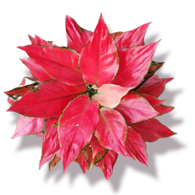 Jual aglaonema Ruby garuda ( tanaman hias aglaonema ruby garuda ) bisa ...