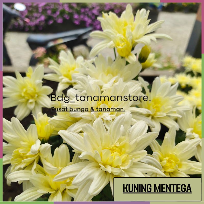 Jual TANAMAN BUNGA KRISAN SERUNI ASTER BERBUNGA CANTIK | Shopee Indonesia
