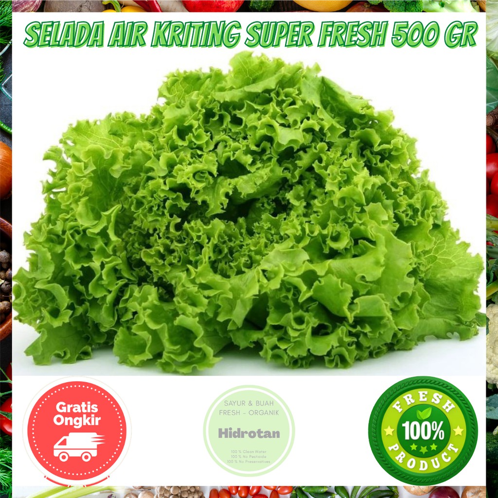 Jual Selada Kriting 500 gr - Sayuran Segar Murah | Paket Makanan Combo ...