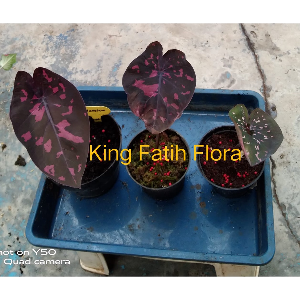 Jual Size Remaja Caladium Clavatum / Caladium Ruby Cundum | Shopee ...