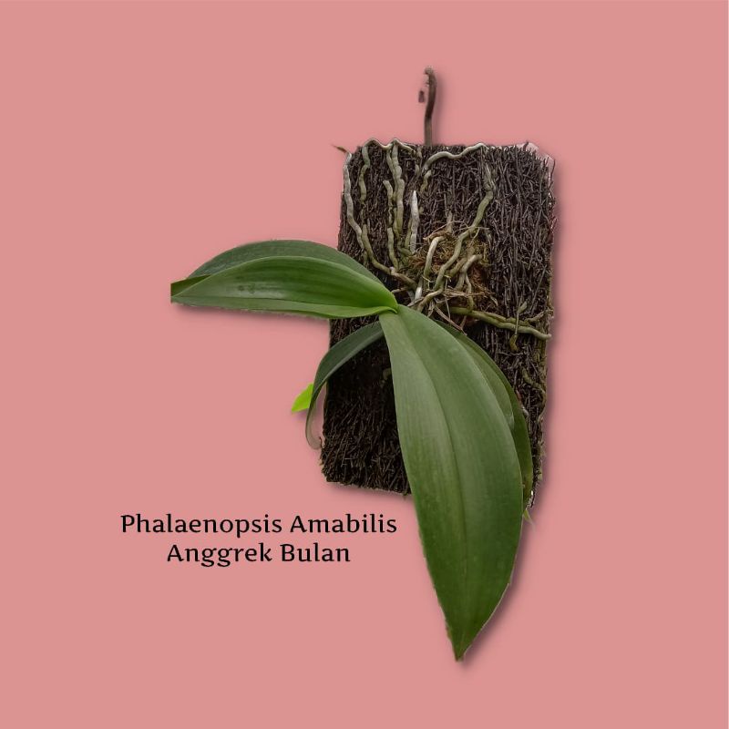 Jual Anggrek bulan ( phalaenopsis amabilis ) | Shopee Indonesia
