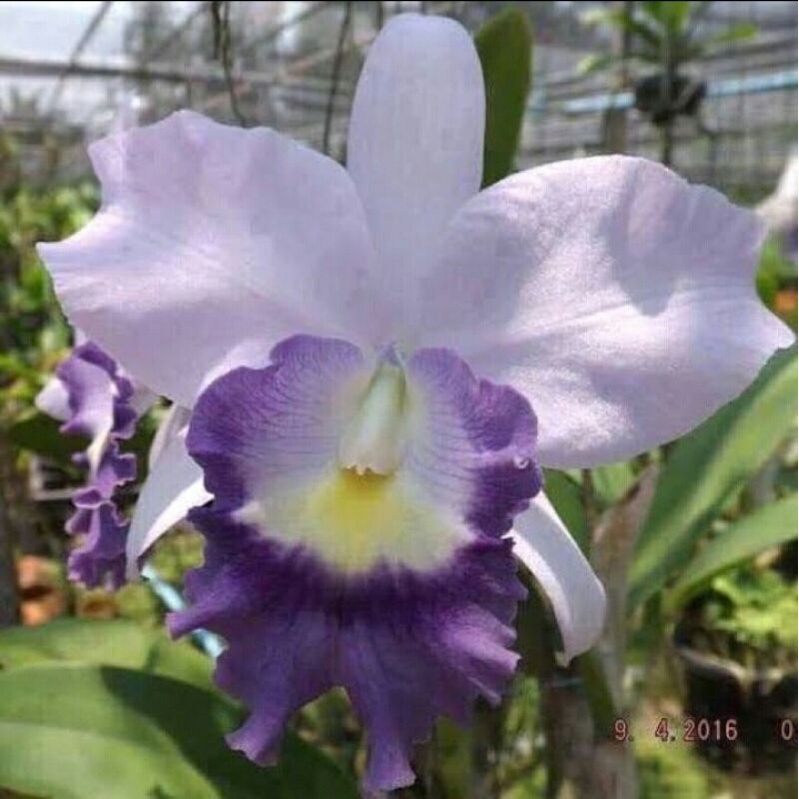 Jual Anggrek catty cattleya cattleya blue grotto x blue boys dewasa ...