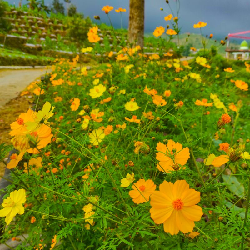 Jual 50 Biji - Benih Bunga Kenikir Kuning Orange Bibit Bunga Tanaman ...