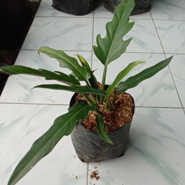 Jual Tanaman hias, philodendrom ekor buaya, tanaman pilo | Shopee Indonesia