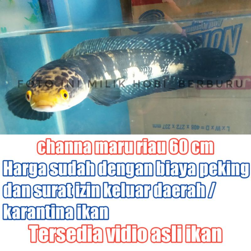 Jual channa maru riau ukuran 60 cm sudah agresif lihat VIDIO | Shopee ...