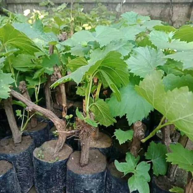 Jual Anggur Caroline Black Rose Unggul | Shopee Indonesia