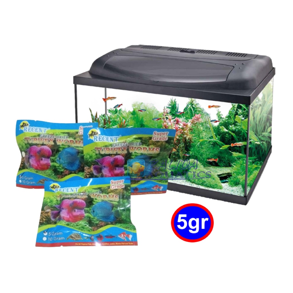 Jual Tubifex Worm/Tubifex Cacing Kering/Tubifex RECENT 5 Gram/Makanan ...