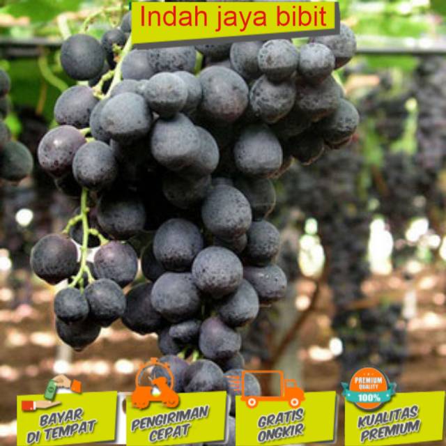 Jual Bibit anggur import hitam (BISACOD) | Shopee Indonesia