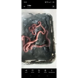 Jual cacing nipah Harga Terbaik & Termurah Juli 2024 | Shopee Indonesia