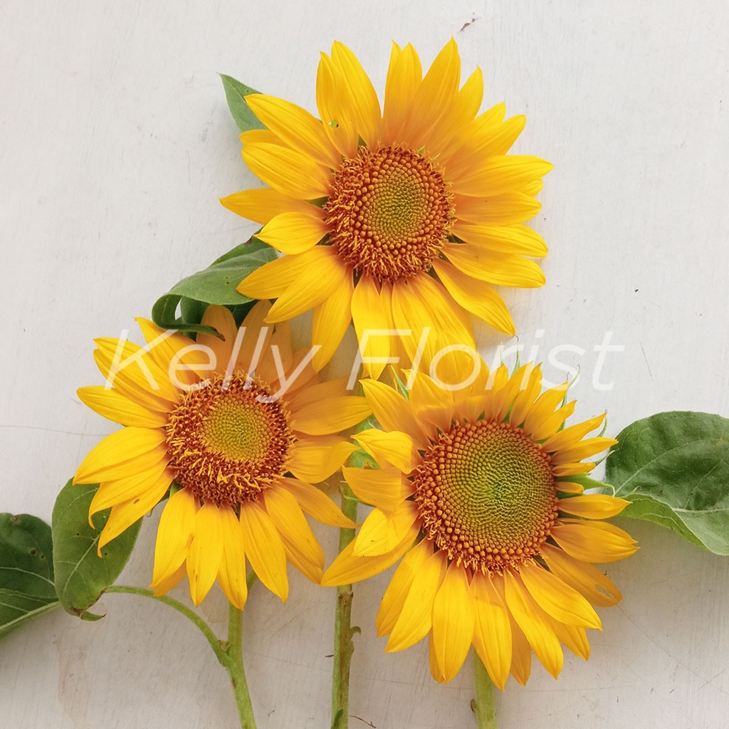 Jual Fresh Sun Flower / Bunga Matahari Segar (Per Tangkai) | Shopee ...