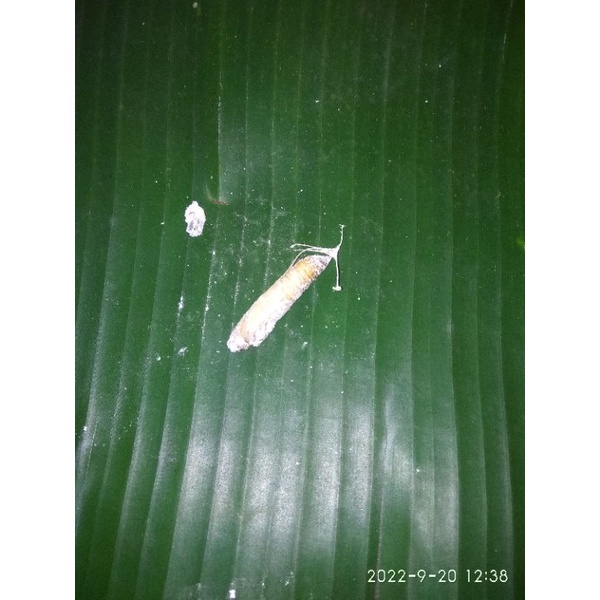 Jual entong/kepompong/ulat daun pisang | Shopee Indonesia