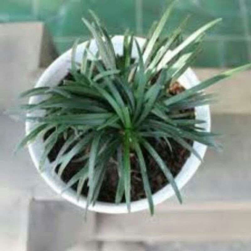 Jual Tanaman hias kucai mini / jampang mini / tanaman pengganti rumput ...