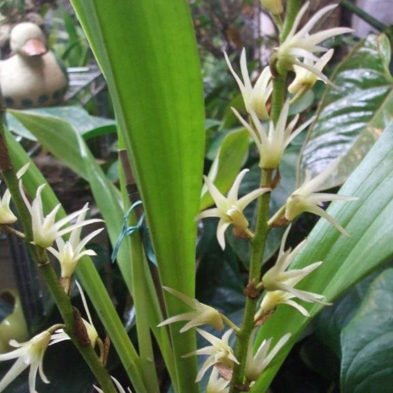 Jual Anggrek eria javanica | Shopee Indonesia