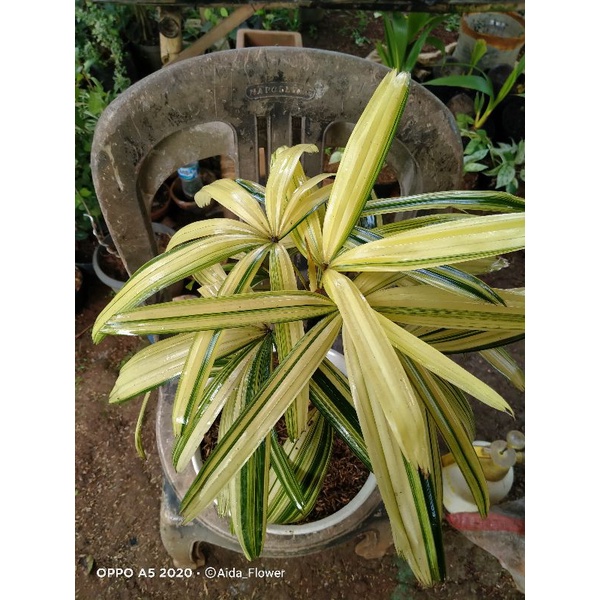 Jual palem waregu varigata | Shopee Indonesia