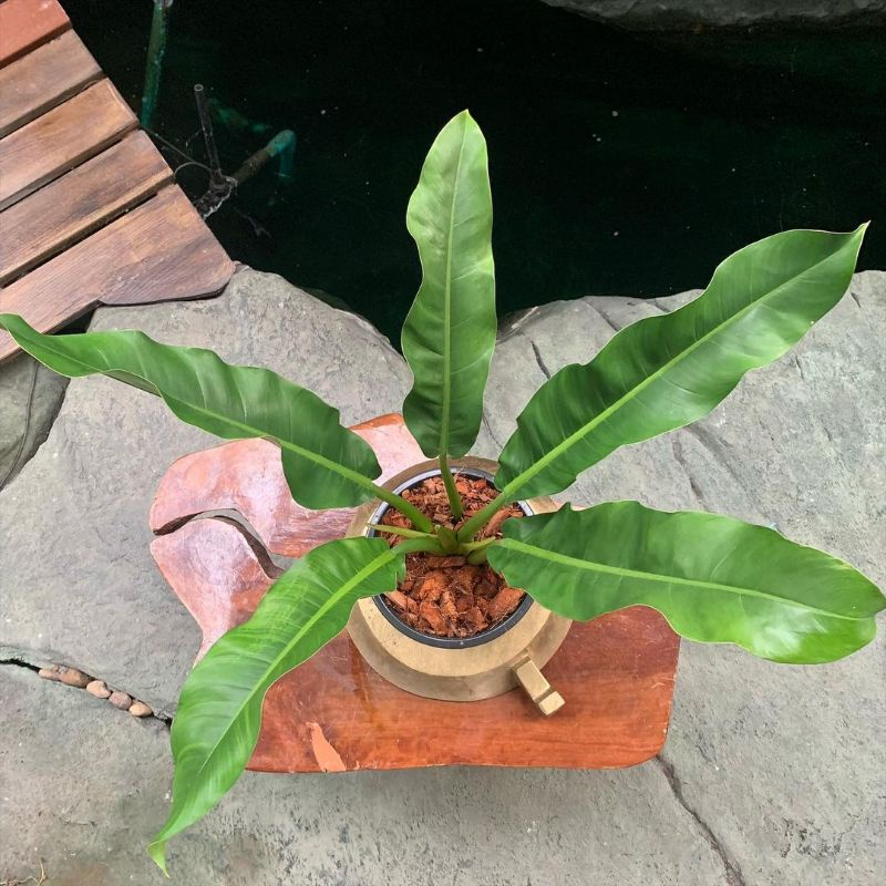 Jual Tanaman bunga philodendron karet auriculatum / philodendron pisang ...