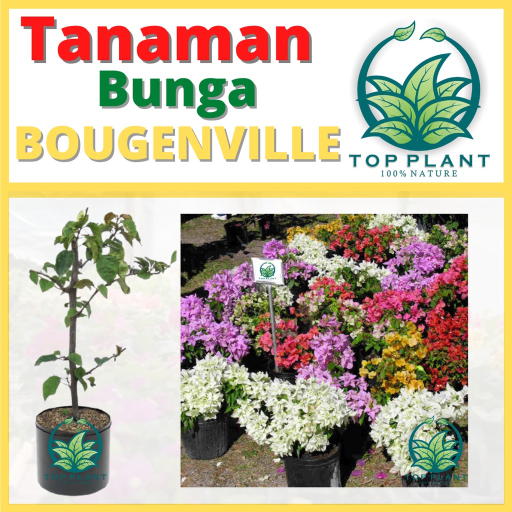 Jual Bibit Tanaman Hias Bougenville Bougainvillea Bunga Kertas