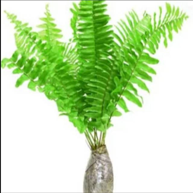 Jual Tanaman Hias Pakis Kelabang - pakis kelabang | Shopee Indonesia