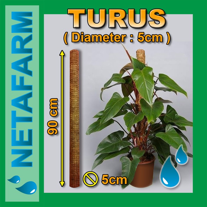 Jual TURUS Diameter 5cm Tinggi 90cm ( Untuk merambat tanaman ) | Shopee ...
