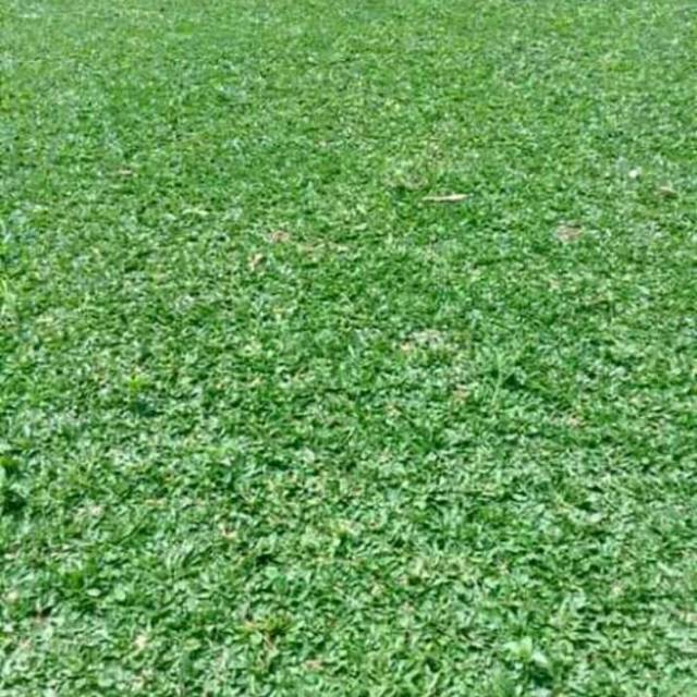 Jual Rumput gajah mini 30x30cm | Shopee Indonesia