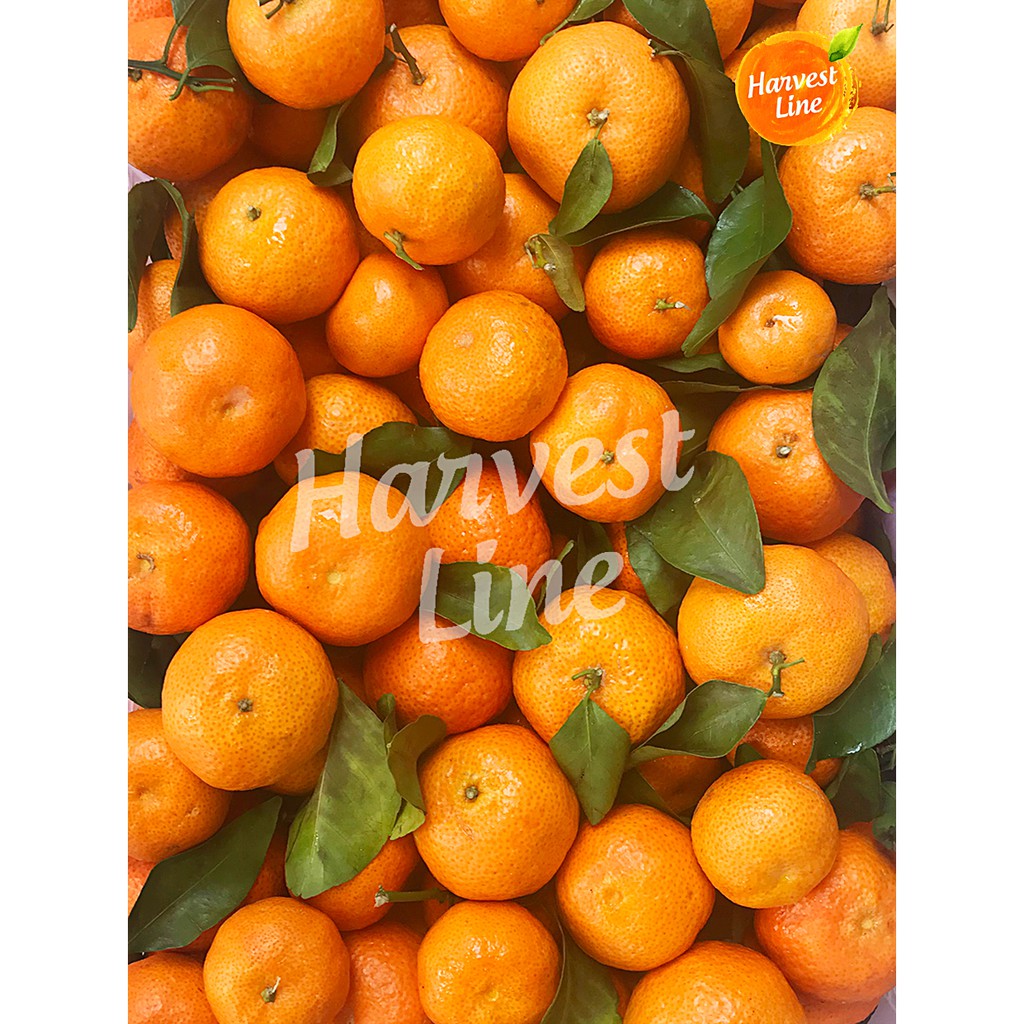 Jual Jeruk Shantang Santang Daun Import Impor [HARVEST LINE] | Shopee ...