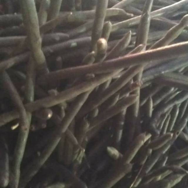 Jual Asam Trengguli 1kg BENIH | Shopee Indonesia