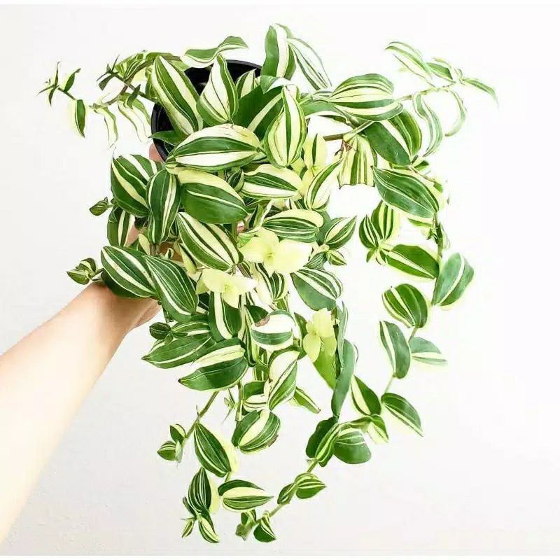 Jual tanaman hias gantung tradescantia fluminensis 1 pot rimbun ...