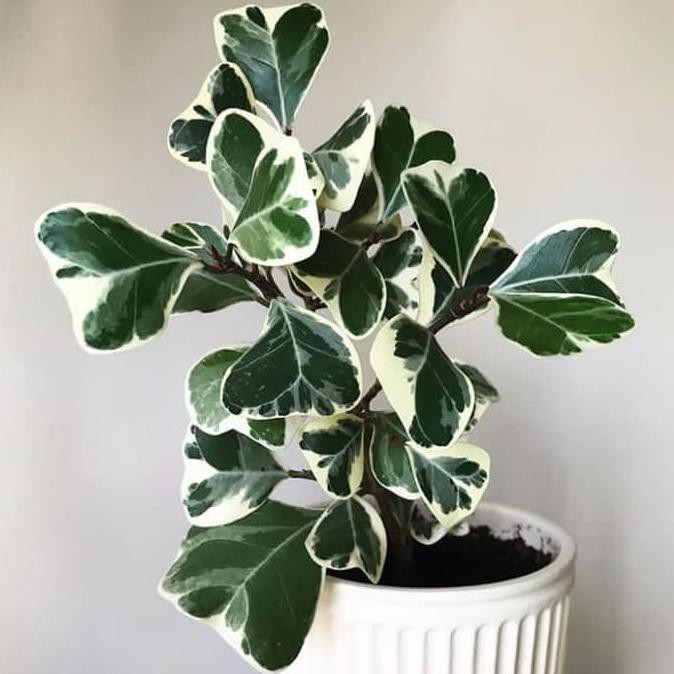 Jual Tanaman Cantik Ficus Triangularis Variegatha / Bonsai Kupu-Kupu ...