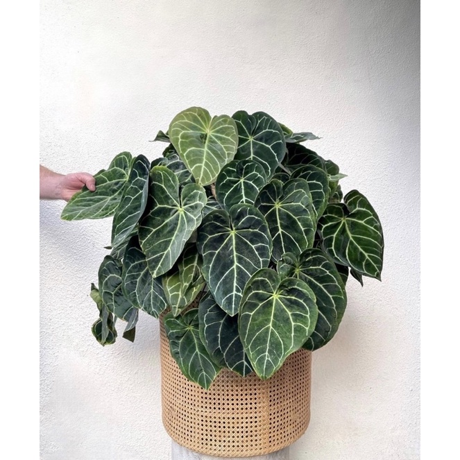 Jual Tanaman hias kuping gajah-anthurium-tanaman hidup-bunga hidup ...
