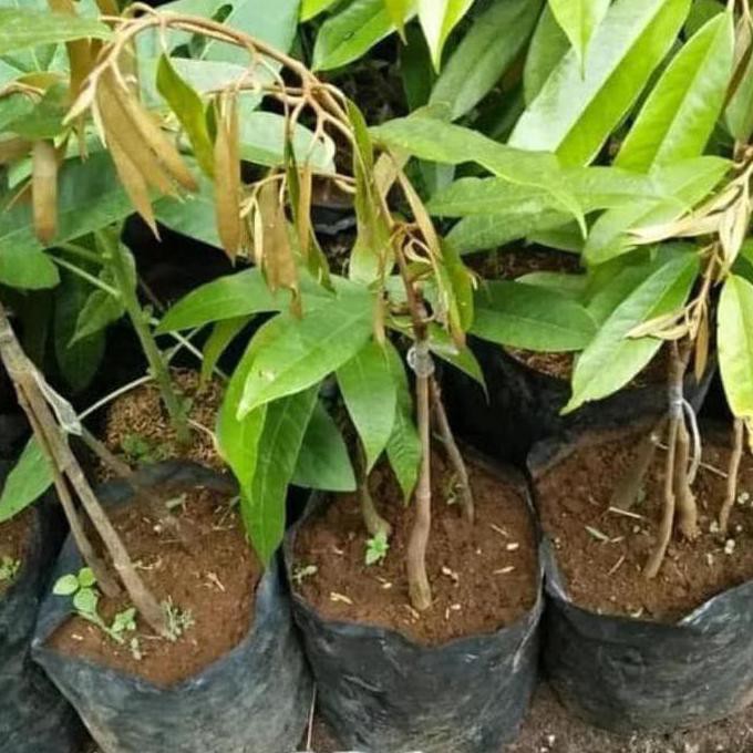 Jual Caps Lapak Terbaik Bibit Tanaman Buah Duren Musangking Kaki 3 ...