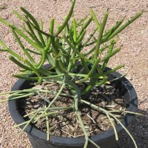 Jual Tanaman Herbal Kayu Urip ( patah tulang ) | Shopee Indonesia