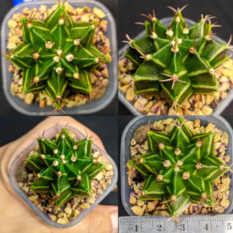 Jual (LIMITED) Kaktus Gymno Miha hybrid seedling selected(item koleksi ...