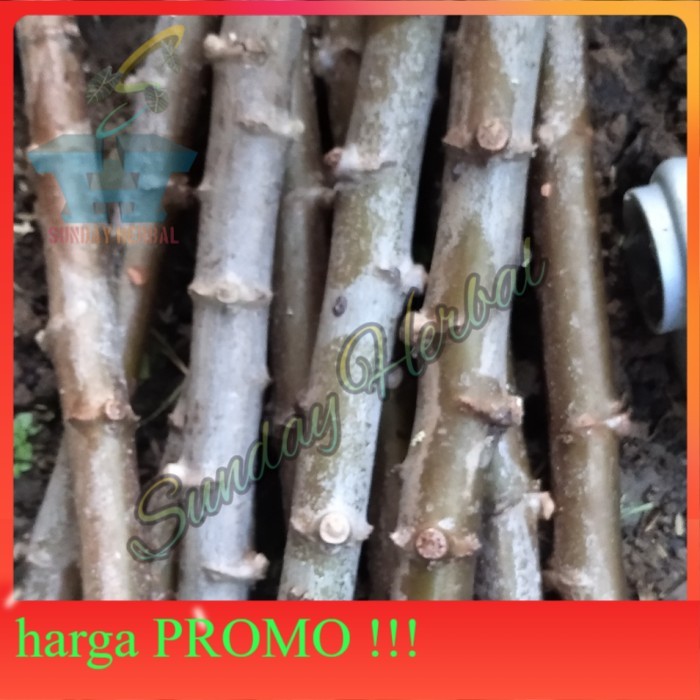 Jual Stek bibit pohon singkong /ketela pohon | Shopee Indonesia