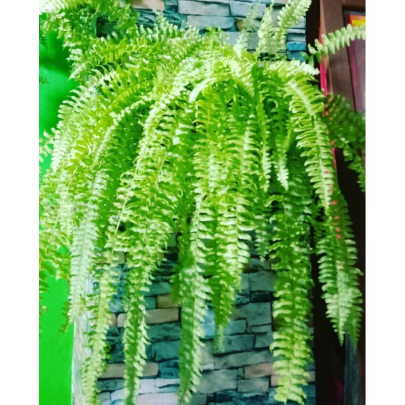 Jual Pakis boston / Nephrolepis exaltata / paku pakuan | Shopee Indonesia