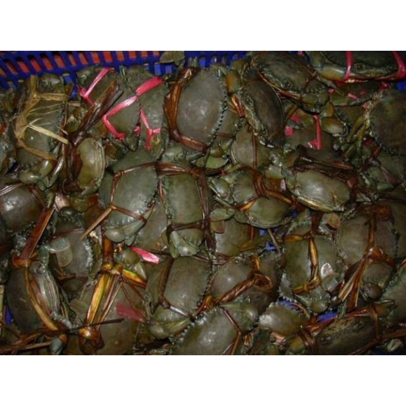 Jual Kepiting Hijau | Shopee Indonesia