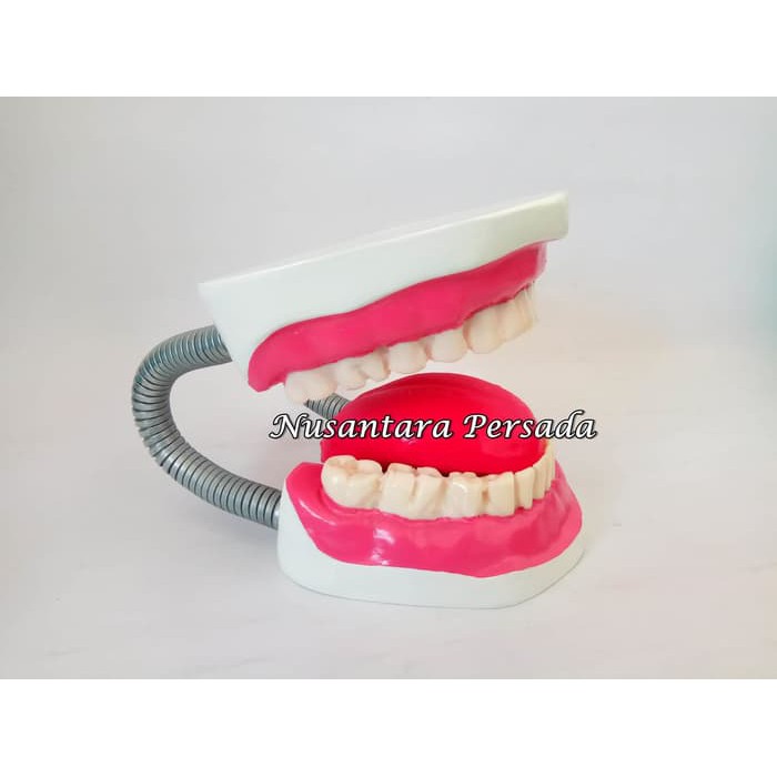 Jual Alat Peraga Simulasi Simulator Manekin Maneqin Model Gigi+Lidah ...