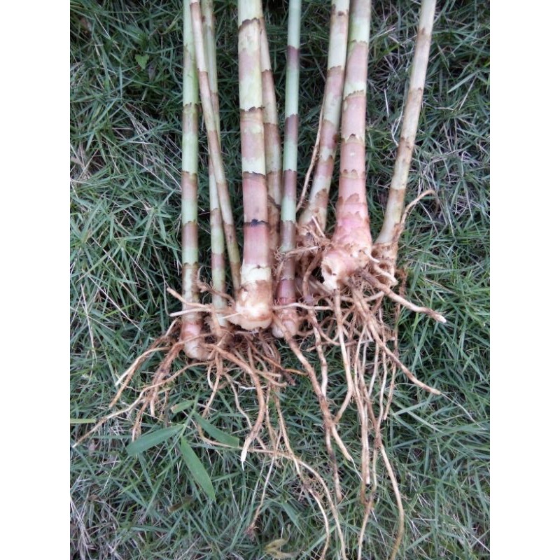 Jual Batang dan akar pacing /Rimpang, tepung tawar,pancang pancing ...