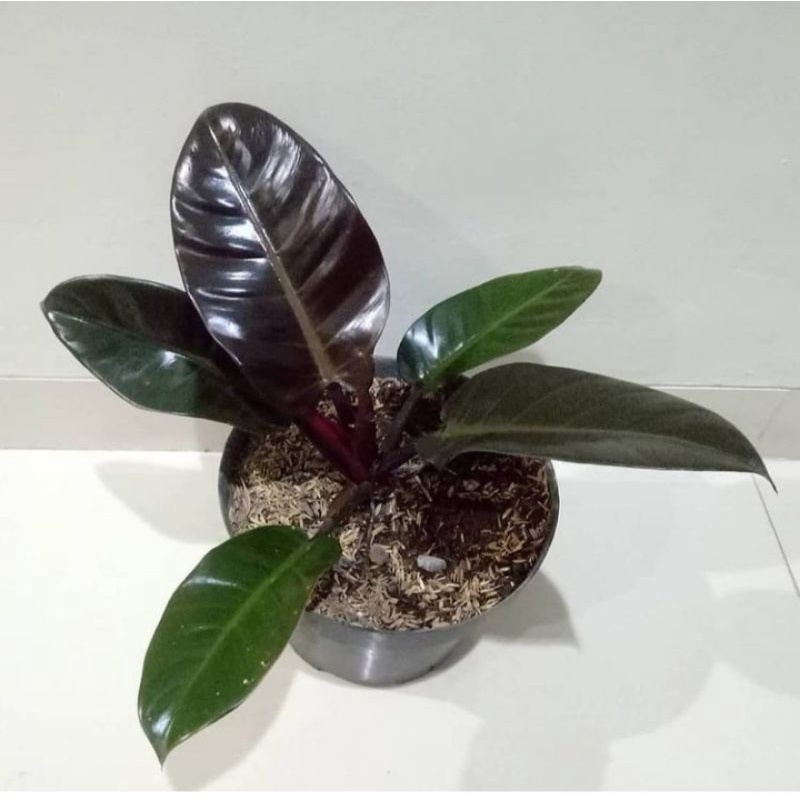 Jual philodendron black kardinal - Philo black cardinal - tanaman hias ...
