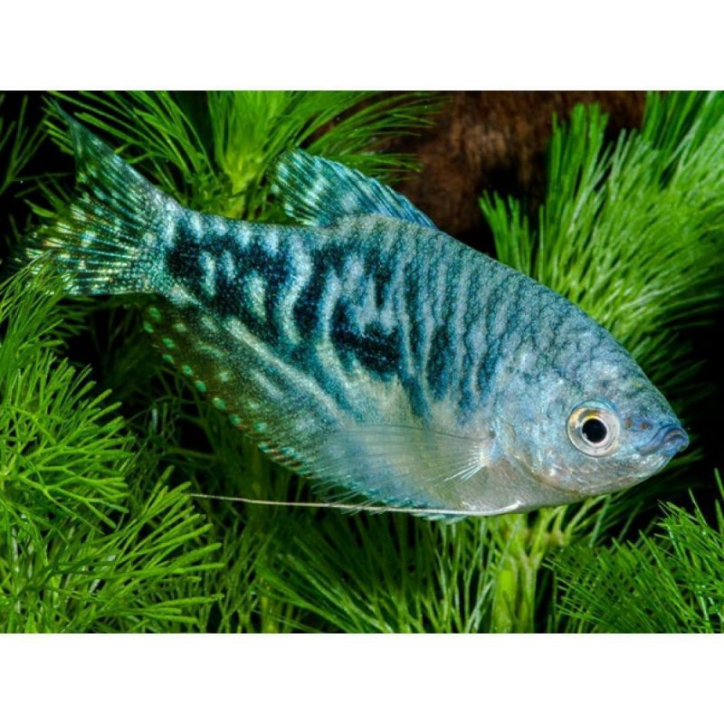Jual ikan hias aquascape sepat biru rosbi size kecil | Shopee Indonesia
