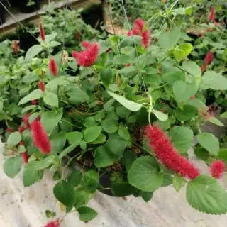 Jual bunga ekor kucing Harga Terbaik & Termurah Juli 2025 | Shopee ...