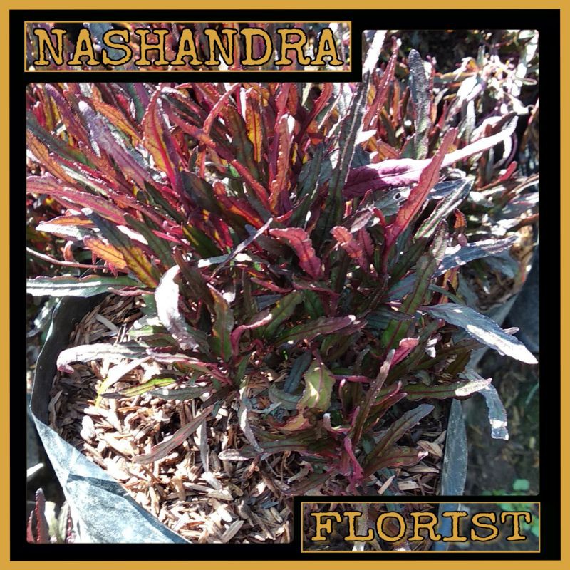 Jual Tanaman Hias Bunga Rumput Laut Merah | Shopee Indonesia