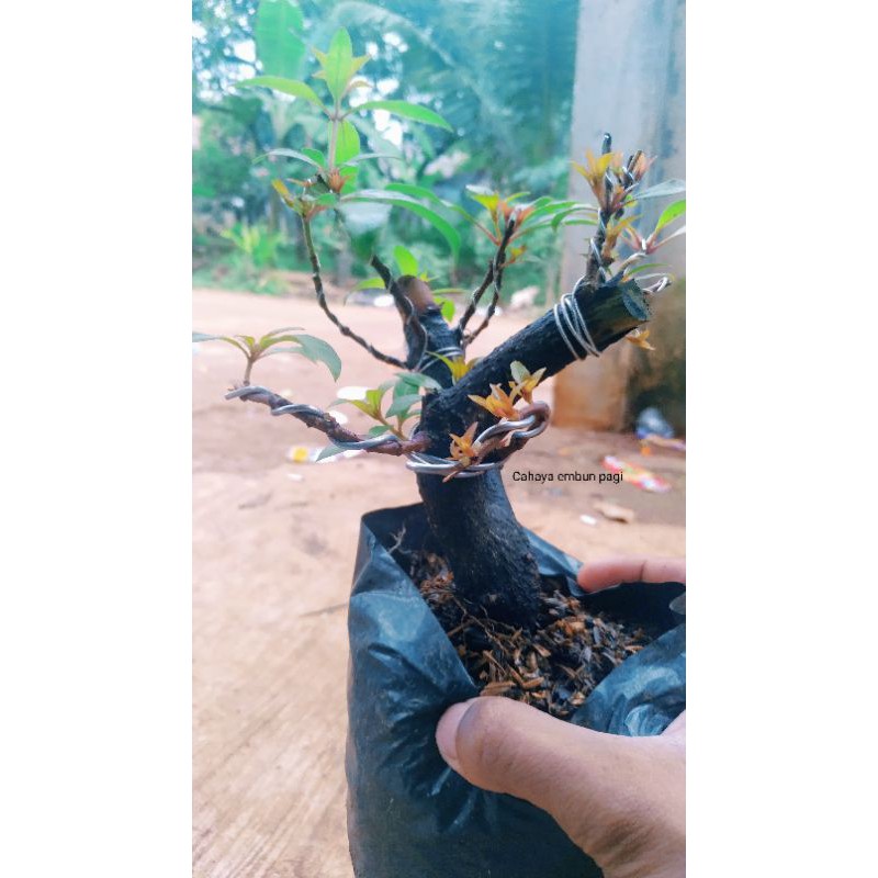 Jual Bonsai pusaka - tanaman hias bonsai pusaka | Shopee Indonesia Jual Bonsai pusaka - tanaman hias bonsai pusaka | Shopee Indonesia