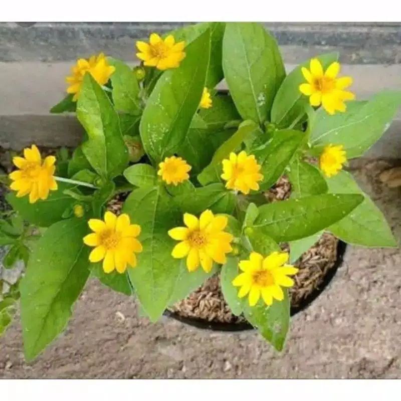 Jual pohon bunga matahari mini/tanaman bunga matahari hias | Shopee ...