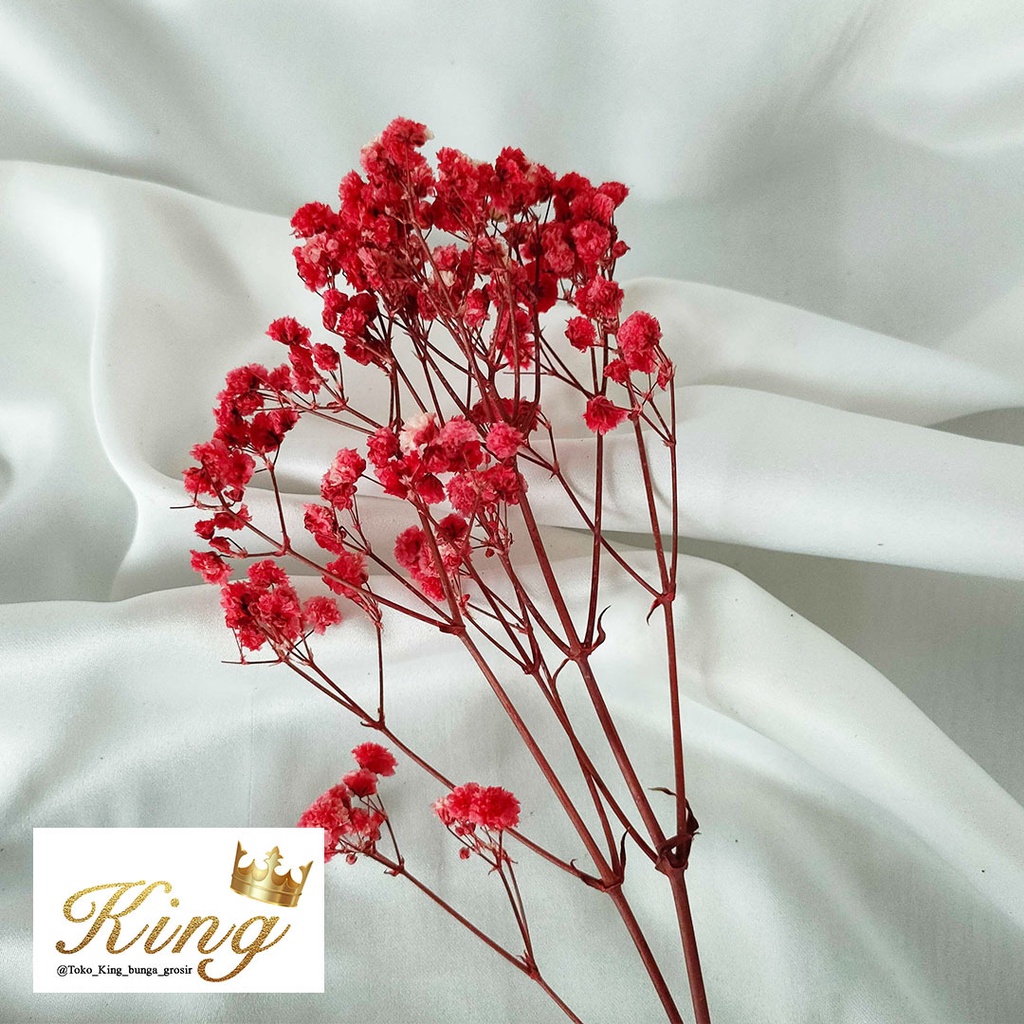 Jual Dried Flower Preserved Real Touch Premium Baby's Breath Gypsophila ...